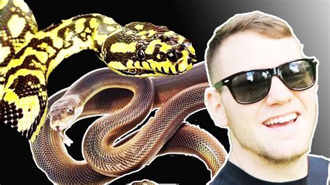 Carpet Python Feeding Youtube