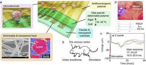 Flexible Neural Interfaces For Brain Implants—the Pursuit Of Thinness And High Density Iopscience