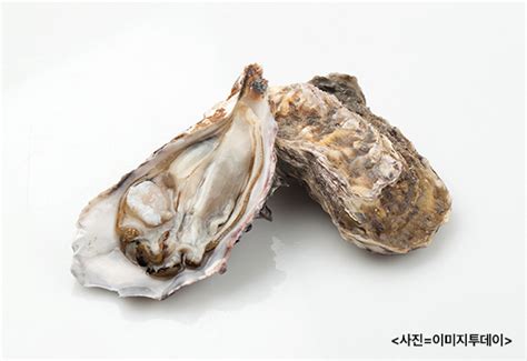 영양가 풍부한 12월 수산물 2가지 G 코인온