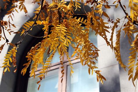 Autumn Leaves And Eva Cassidy Being Ron