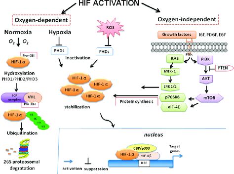 Hif Activation Hifs Are Heterodimeric Transcription Factors Subjected