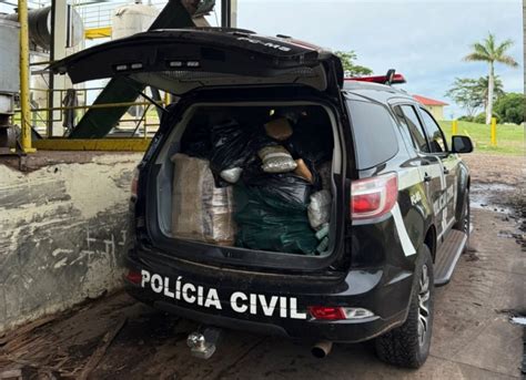 Polícia Civil Incinera 200 Kg De Drogas Apreendidas Em Ms — Notícias De