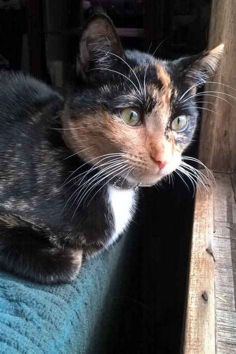 Calico Cat Stock Image Image Of Kitten Breed American 101929309