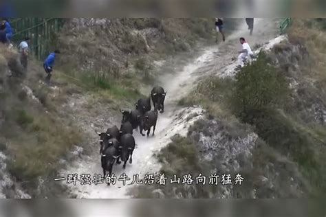 公牛以为自己很勇猛，从车上一跃而下，不料此生再也站不起来了公牛