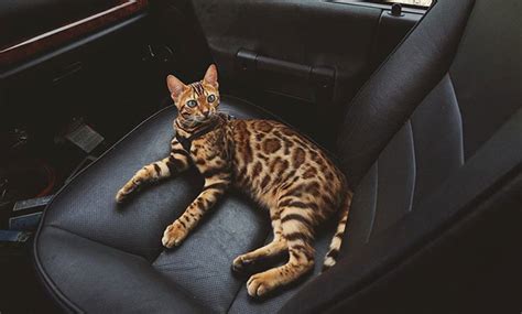 Автоателье AVIS. Авточехлы из экокожи.