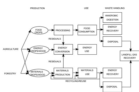2 General Biomass Model Structure Download Scientific Diagram