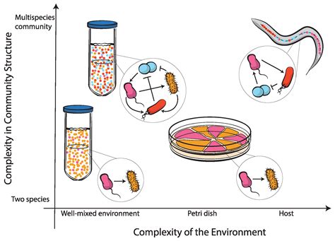 Bottom Up Approaches To Synthetic Cooperation In Microbial Communities