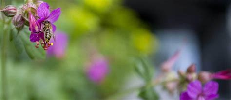 Biodiversity Net Gain Bng Legislation Moves Closer Read Our Top
