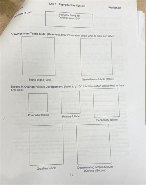 solved lab 8 reproductive system worksheet cute in lab