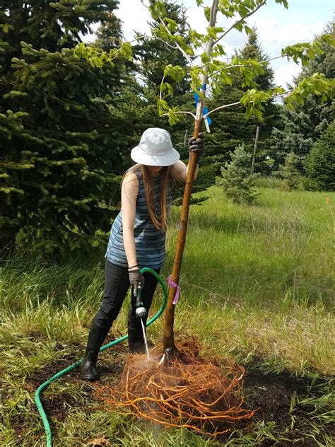 Costs And Benefits Of Pre Plant Root Manipulation The Garden Professors™