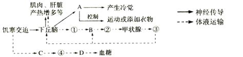 [题目]胰岛素是治疗1型糖尿病的特效药 人胰岛素在细胞内合成的部分过程如图1所示 目前 可利用基因工程方法生产药用人胰岛素 图2表示一种早期的