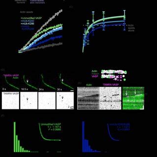 Multi Monoubiquitination Of VASP Does Not Change Barbed End Binding Or