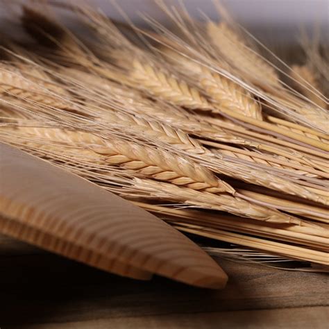 High Protein Essential Fatty Acids And Micronutrients