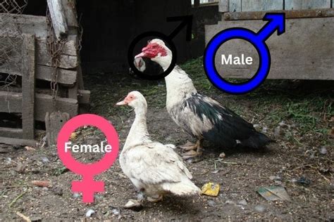 Muscovy Duck Male Vs Female Physical Differences And Sexing