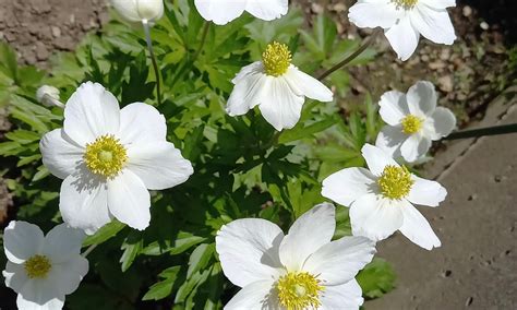 【白い花一覧】春夏秋冬でわけて名前と画像を見てみよう