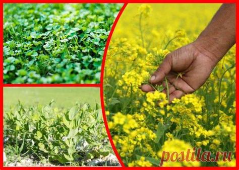 Когда и как заделывать сидераты в почву Несколько правил посева Сиде Похудение и правильное