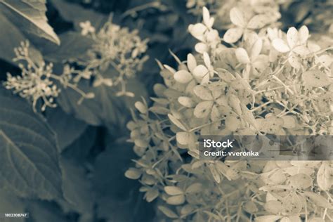 피는 흰색 수국 Paniculata 꽃 클로즈업 출판 포스터 화면 보호기 벽지 엽서 배너 표지 게시물에 대 한 결혼식 배경 톤이 좋은 고품질 사진 0명에 대한 스톡 사진 및