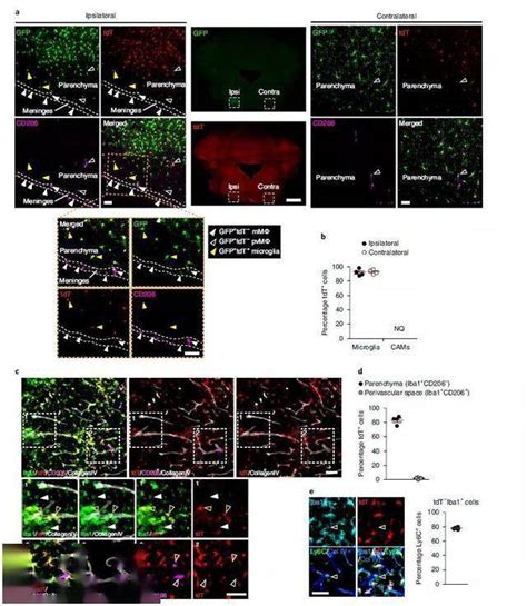 Nat Immunol：一种新型的小胶质细胞研究工具hexb
