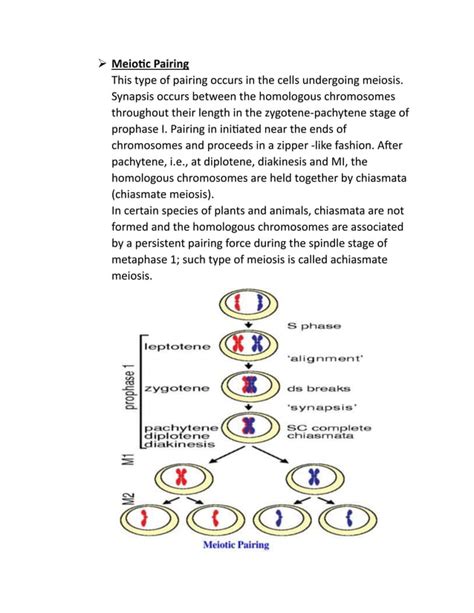 Chromosome Pairing And Crossing Over Docx