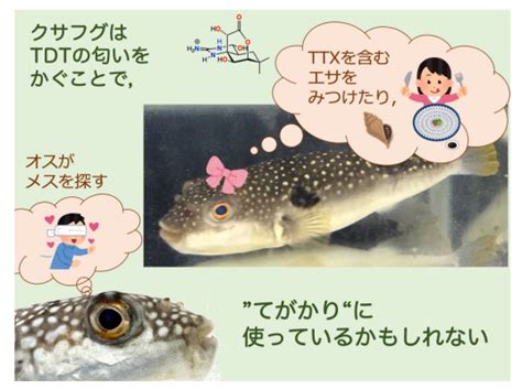 新発見フグは無毒のフグ毒の「匂い」を嗅ぐことが出来る 日本の研究com アンドラ