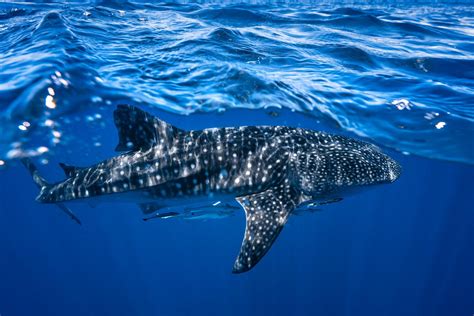Photo Sous Marine Photographe Sous Marin Requin Baleine Le Plus Grand Poisson Du Monde