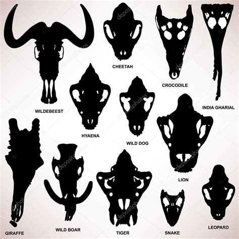 Animal Skull Bone Skeleton — Stock Vector © Leremy 12692237