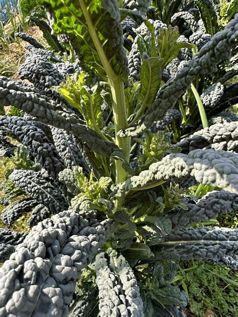 黒キャベツ、カーボロネロも花が咲いたらおしまい｜池上富士夫