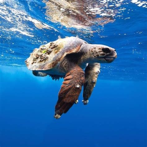 Turtle On Tumblr