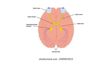 Optic Nerve Human Eye Anatomical Poster Stock Vector Royalty Free