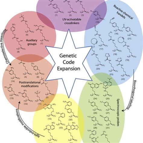 Engineering Translation A Genetic Code Expansion Is Achieved By The