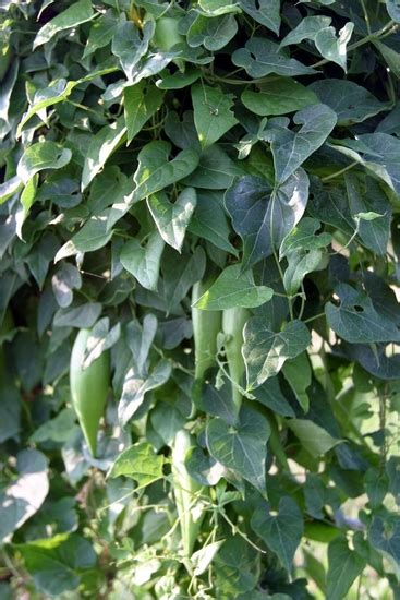 Honeyvine Milkweed Mizzou Weedid