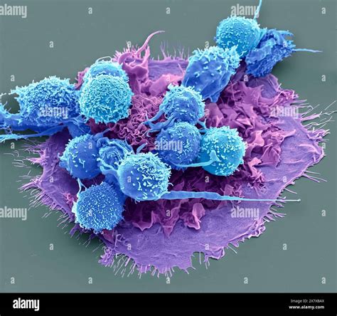 Macrophage And T Cells Coloured Scanning Electron Micrograph Sem Showing The Interaction