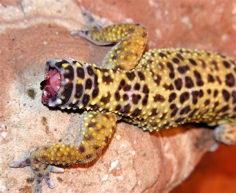 Santé Quand Le Gecko Perd La Queue Causes Conséquences Solutions