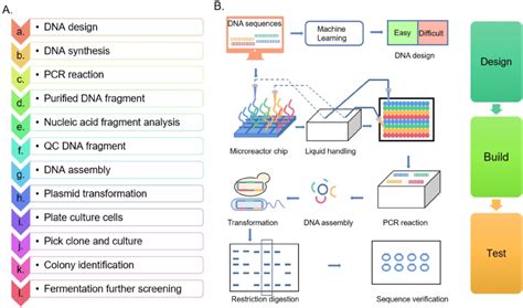 Automated High Throughput Dna Synthesis And Assembly Pmc