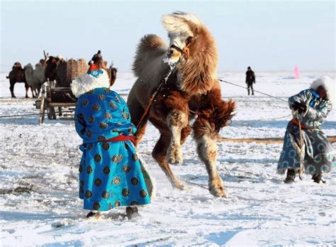 不可辜负的锡林郭勒冬日体验雪原日落 踏雪绝尘 雪域狂欢中国网