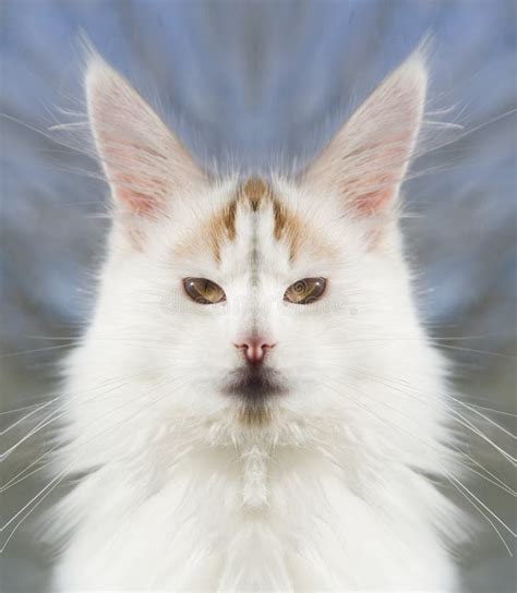 Vit Kattunge Med Ett Dator Behandlat Huvud Fotografering För Bildbyråer Bild Av Andas Katter
