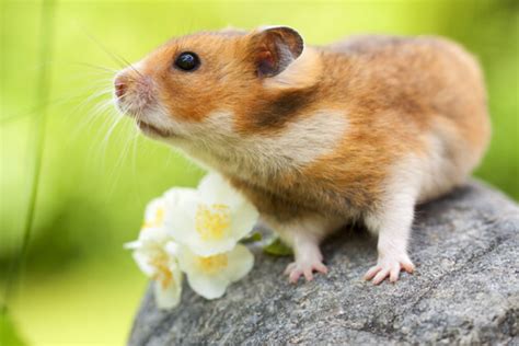 Cuidados um hamster você sabe quais são os mais importantes