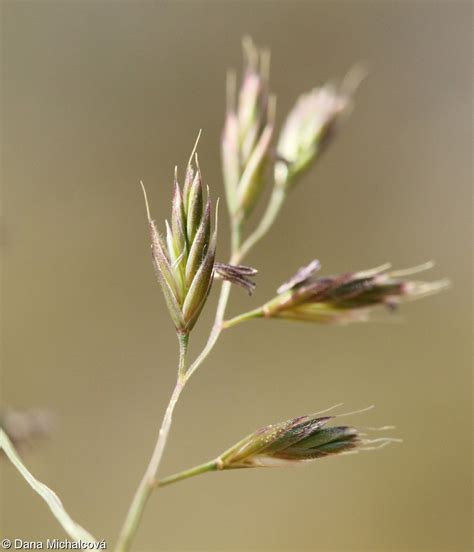 Festuca Ovina Aggr • Floravegeu