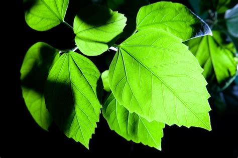 Premium Photo Green Fresh Leafs At Black Background