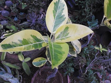 Kako Se Brinuti Za Ficus Variegata Ključevi Za Održavanje Zdravlja