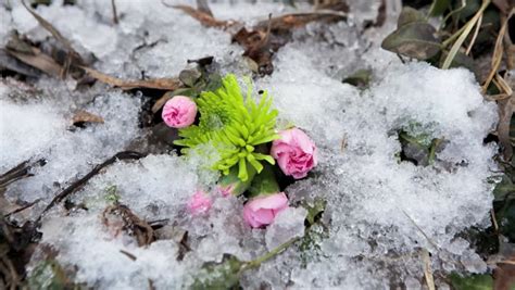 Time Lapse Spring Snow Melt Concept Stock Footage Video 3710597