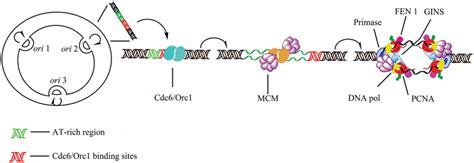 Initiation Of Replication In Archaea Archaeal Circular Chromosome Can Download Scientific