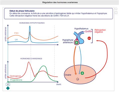 Devoir Maison Svt 4eme La Contraception Ventana Blog