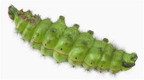 Silkworm Green Fur Rigged 3d Model 69 Max Free3d