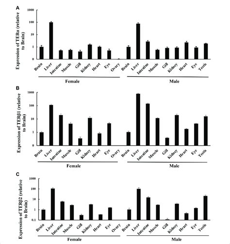 Expression Levels Of Ers In Different Tissues In Adult T Albonubes