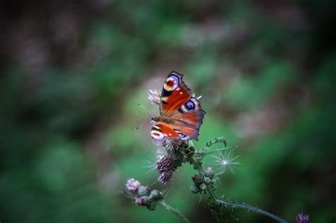 Premium Photo Aglais Io