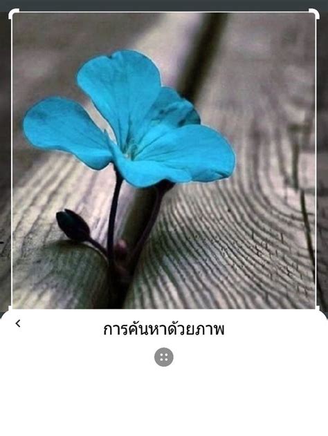 Pim Bus