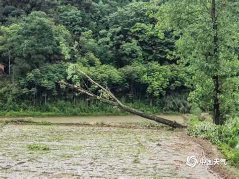 湖南桃源遭遇强对流 大树倒伏压垮房屋 图片频道
