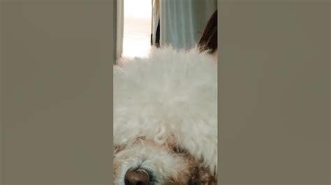 푸딩이 ㅎㅎ🍮 Youtube