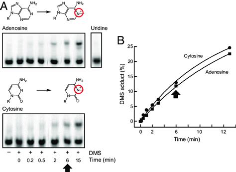 Efficient Dms Adduct Formation At The Base Pairing Faces Of Adenosine
